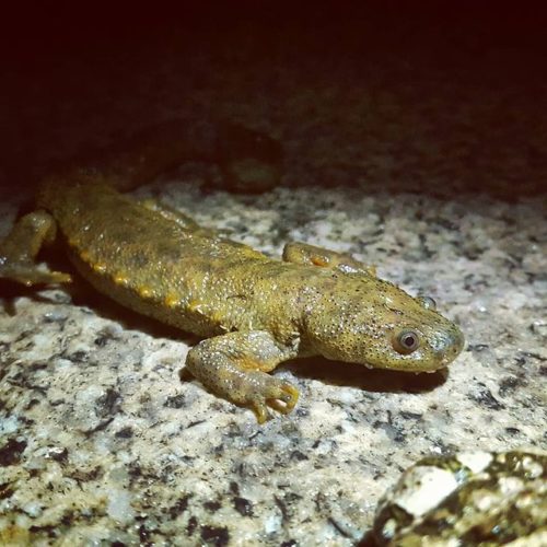 +Pinto - El Gallipato