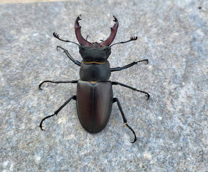 +Pinto - El ciervo volante y compañía