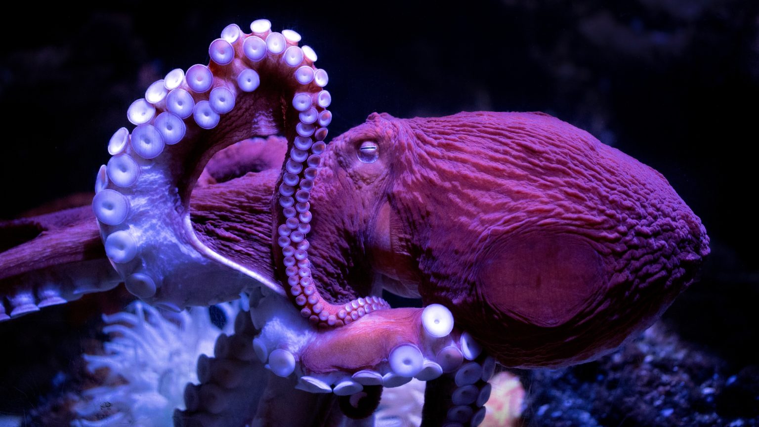 +Pinto - El pulpo y sus tres corazones